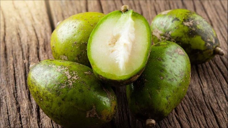 Quả cóc có tác dụng gì? 17 lợi ích sức khỏe của quả cóc