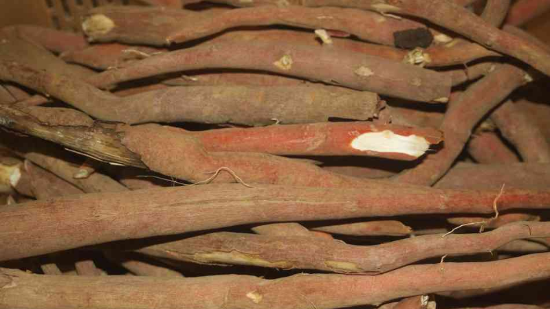 Sâm cau có tác dụng gì? Công dụng sâm cau với sức khỏe sinh lý