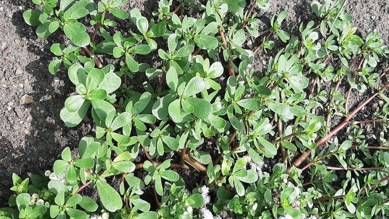 Công Dụng Cây Rau Sam: Khám Phá Lợi Ích Sức Khỏe Tuyệt Vời Từ Loại Rau ...