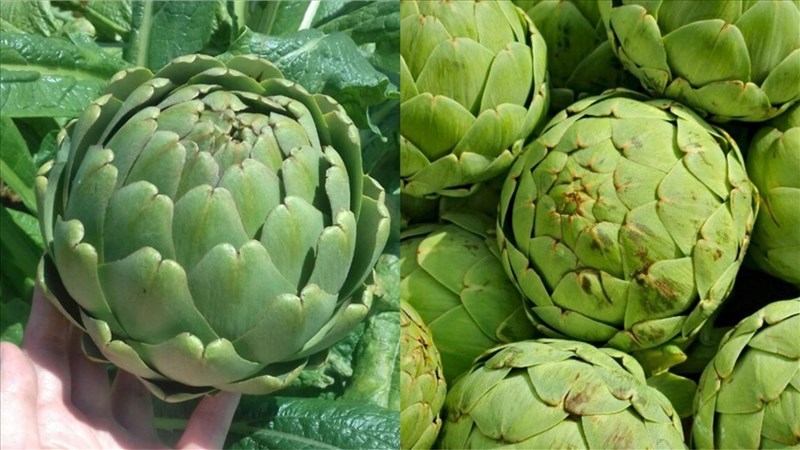 Atiso có tác dụng gì? 11 tác dụng của atiso bạn không nên bỏ qua