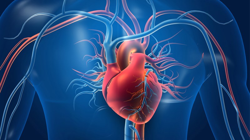 Quả su su có tác dụng gì? 12 tác dụng của quả su su với sức khỏe