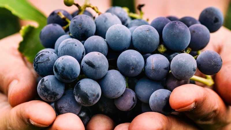 Nho bao nhiêu calo? Ăn nho có béo không? Cách ăn nho giảm cân và lưu