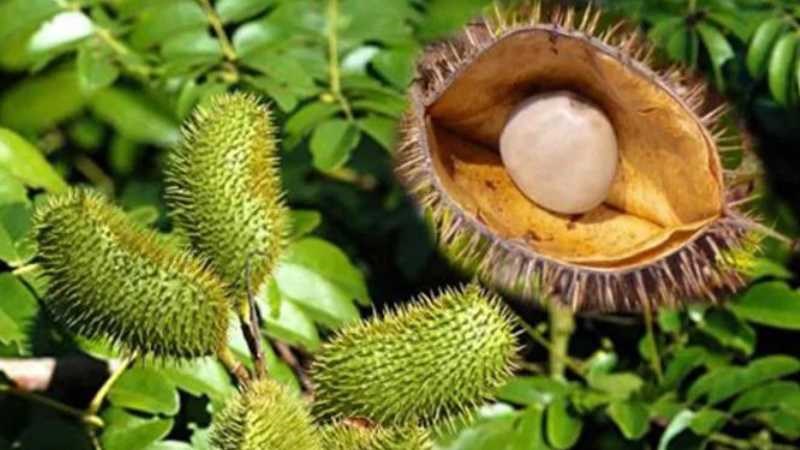 Cây mắt mèo chữa bệnh gì? 10 tác dụng và lưu ý sử dụng trong chữa bệnh