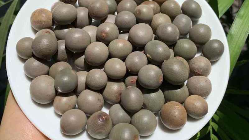 Cây mắt mèo chữa bệnh gì? 10 tác dụng và lưu ý sử dụng trong chữa bệnh