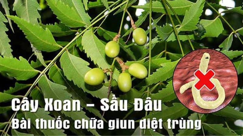 Cây sầu đâu là gì? 9 công dụng điều trị bệnh và lưu ý sử dụng