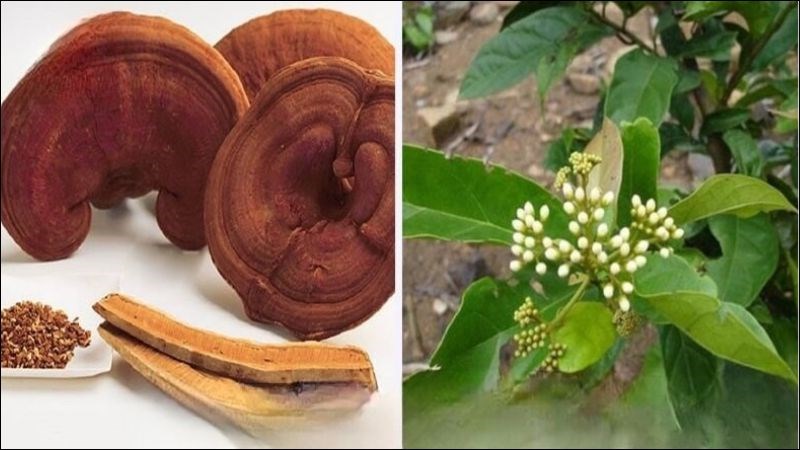 Cây xạ đen có tác dụng gì? 8 công dụng và cách dùng tốt cho sức khỏe