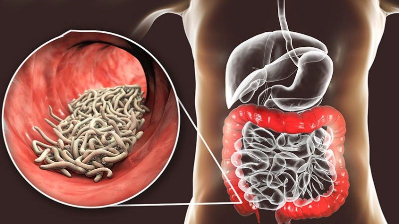 Rau đắng đất có tác dụng gì? 11 bài thuốc chữa bệnh từ rau đắng đất