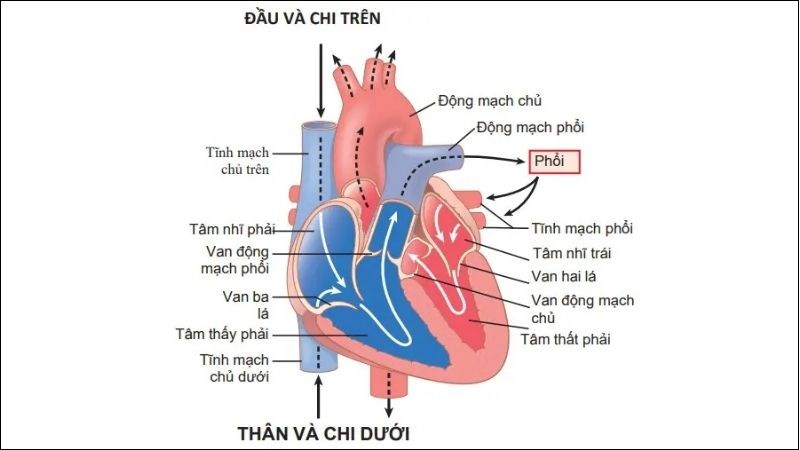 Ngừng tim đột ngột: Nguyên nhân và cách cấp cứu, điều trị