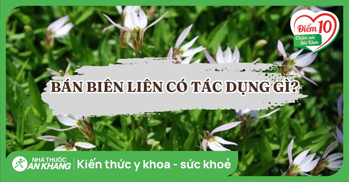 Bán biên liên có tác dụng gì? Công dụng và liều dùng bán biên liên
