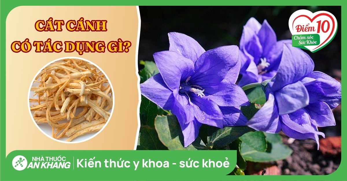 Cát cánh có tác dụng gì? Công dụng và liều dùng cát cánh