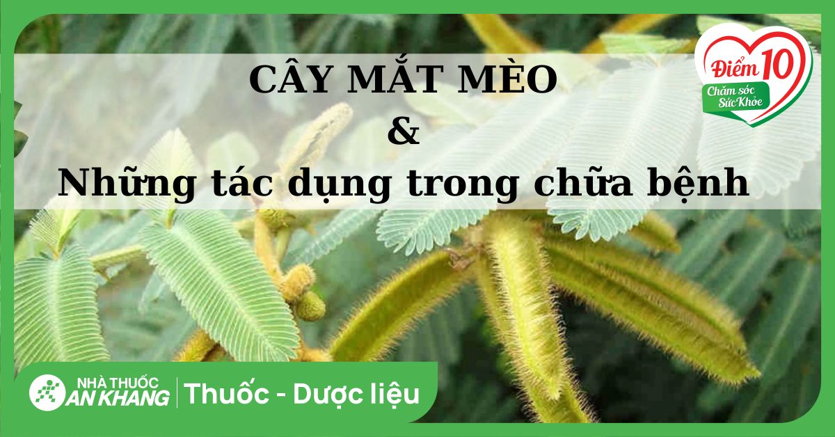 Cây mắt mèo chữa bệnh gì? 10 tác dụng và lưu ý sử dụng trong chữa bệnh