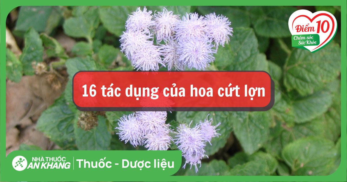 Hoa cứt lợn: 16 tác dụng và cách chữa viêm xoang an toàn