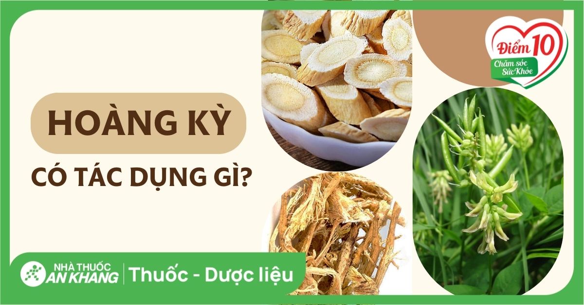 Hoàng kỳ có tác dụng gì? 9 Tác dụng với sức khỏe và các bài thuốc