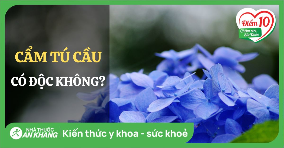 Hoa cẩm tú cầu có độc không? 9 lợi ích tốt cho sức khoẻ và các lưu ý