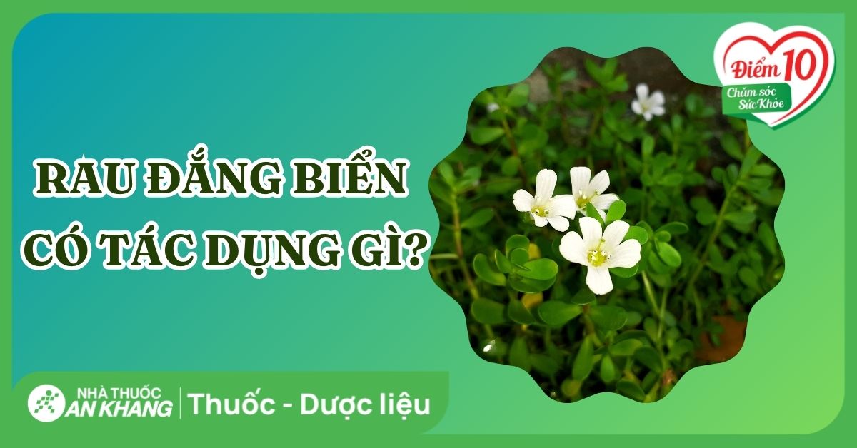Rau đắng biển có tác dụng gì? 8 tác dụng, bài thuốc và lưu ý sử dụng