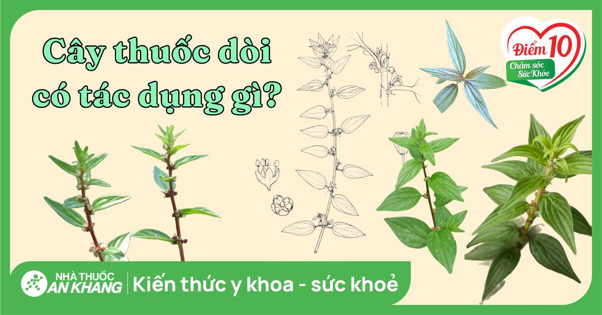 16 tác dụng của cây tầm bóp và các bài thuốc, lưu ý sử dụng