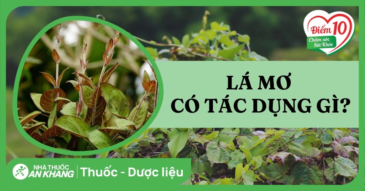 Lá mơ có tác dụng gì? Công dụng và liều dùng lá mơ