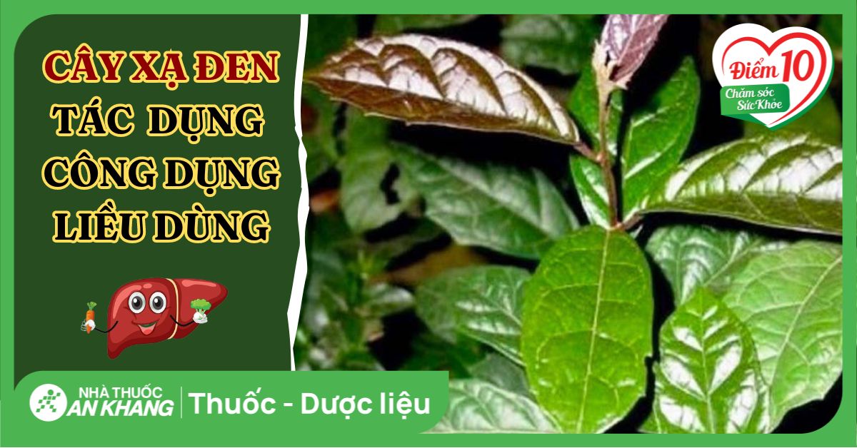 Cây xạ đen có tác dụng gì? Cách dùng và liều dùng cây xạ đen