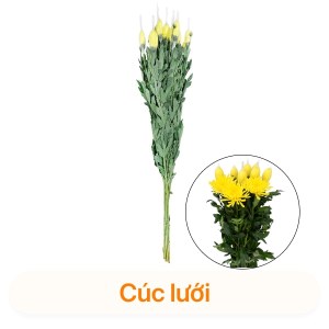 Cúc lưới Đà Lạt tại Bách Hoá XANH
