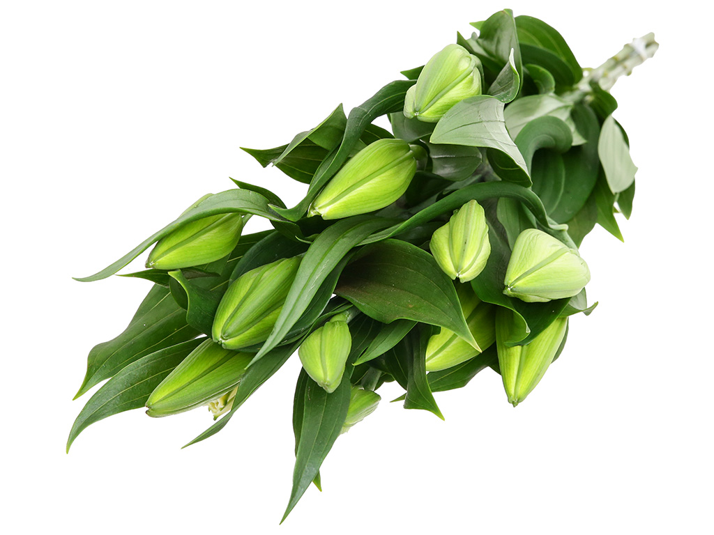 Hoa lily Đà Lạt tại Bách Hoá XANH