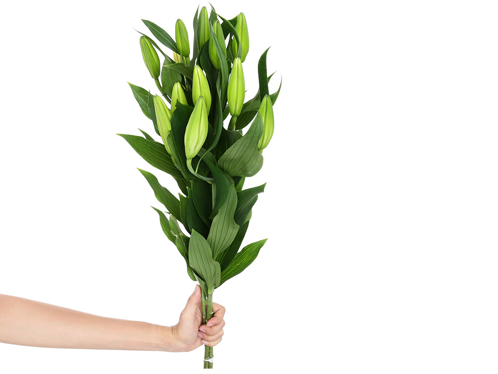 Hoa lily Đà Lạt tại Bách Hoá XANH