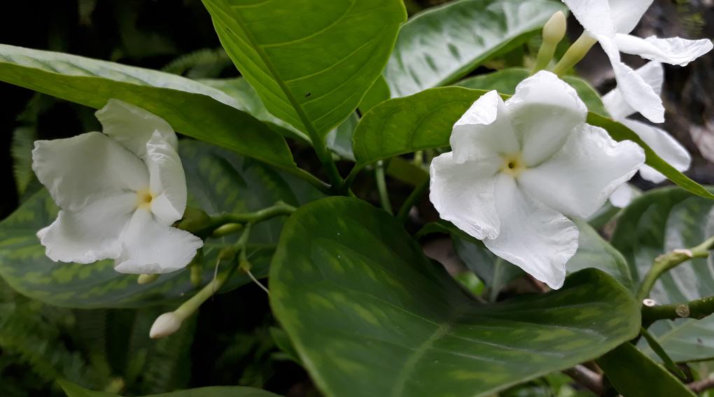 So sánh chi tiết Điện thoại Samsung Galaxy J7 Prime với Huawei Y7 Prime ...