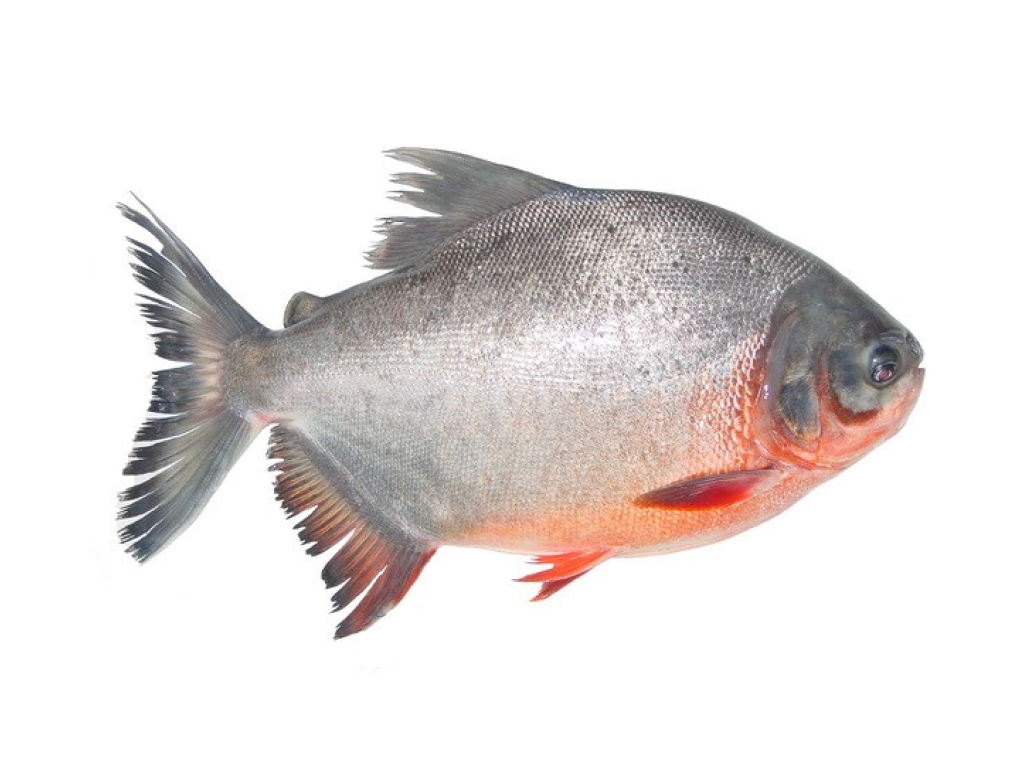 Cá chim nước ngọt giá tốt tại Bách hoá XANH