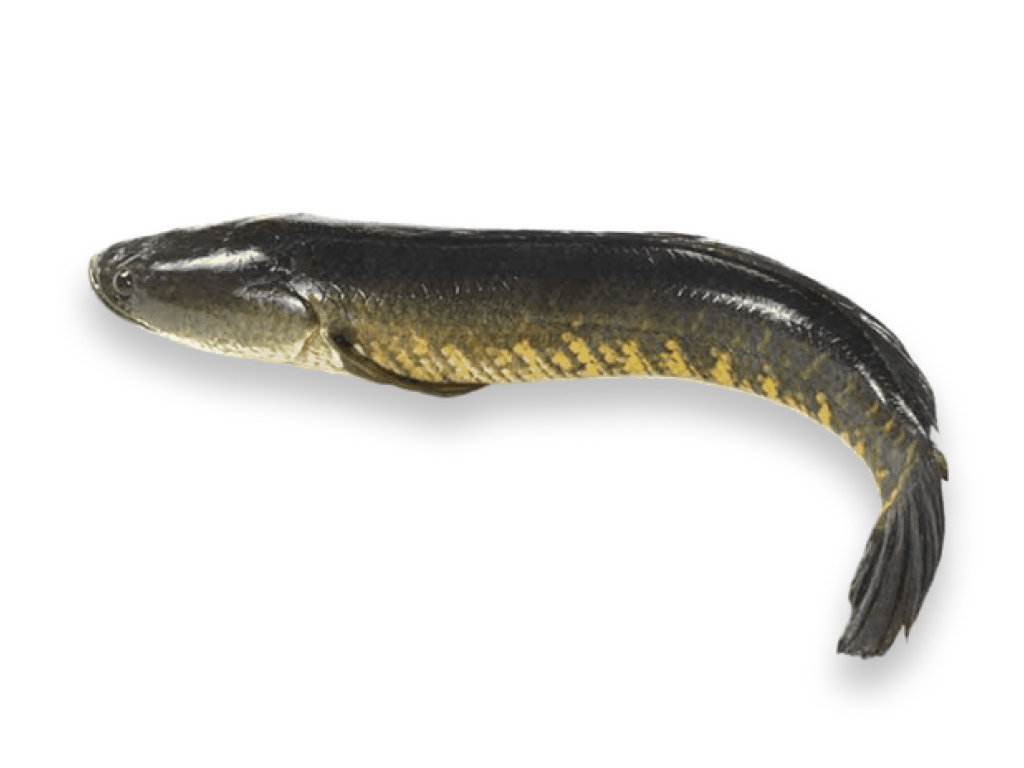 Cá lóc giá rẻ tại Bách hoá XANH