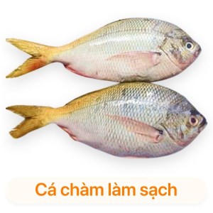 Cá chàm làm sạch giá rẻ tại Bách hoá XANH