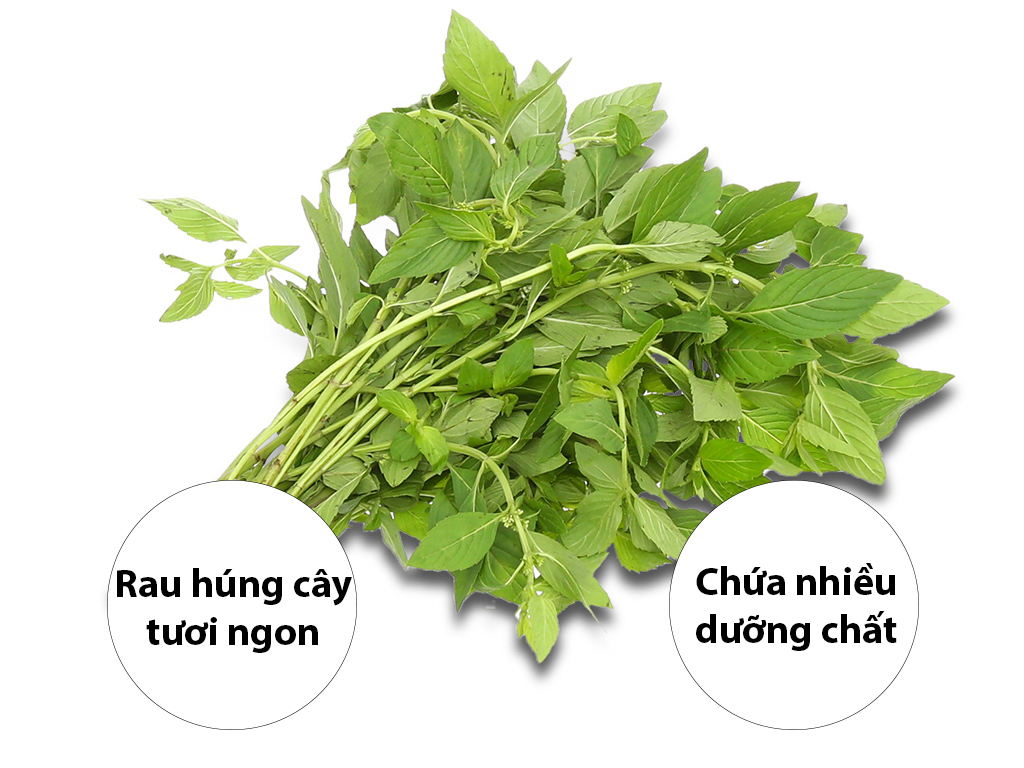 Công dụng và tác dụng của hoa lá quế gừng đã được khám phá